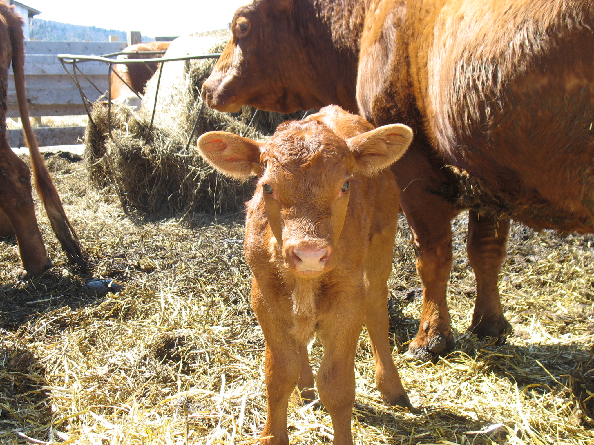calf – Harlow Farm